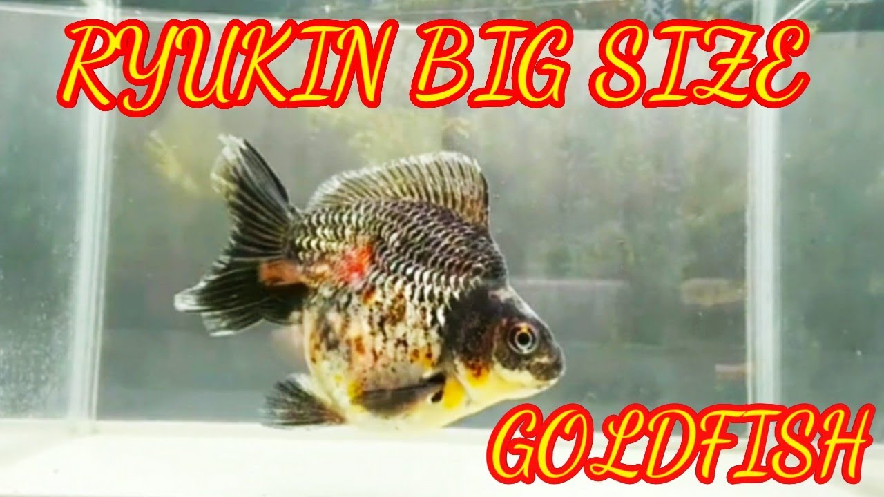 IKAN HIAS MAS KOKI RYUKIN BIG SIZE GOLDFISH - YouTube