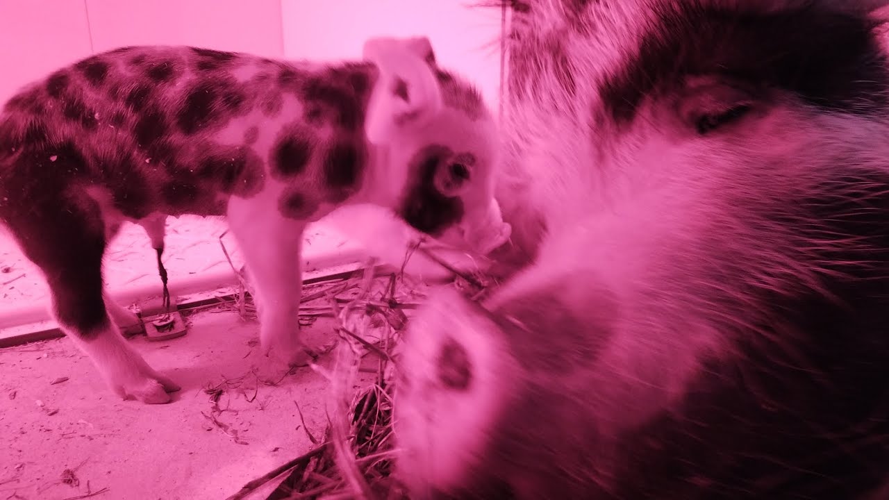 From growth retarded piglet to mother sow - YouTube