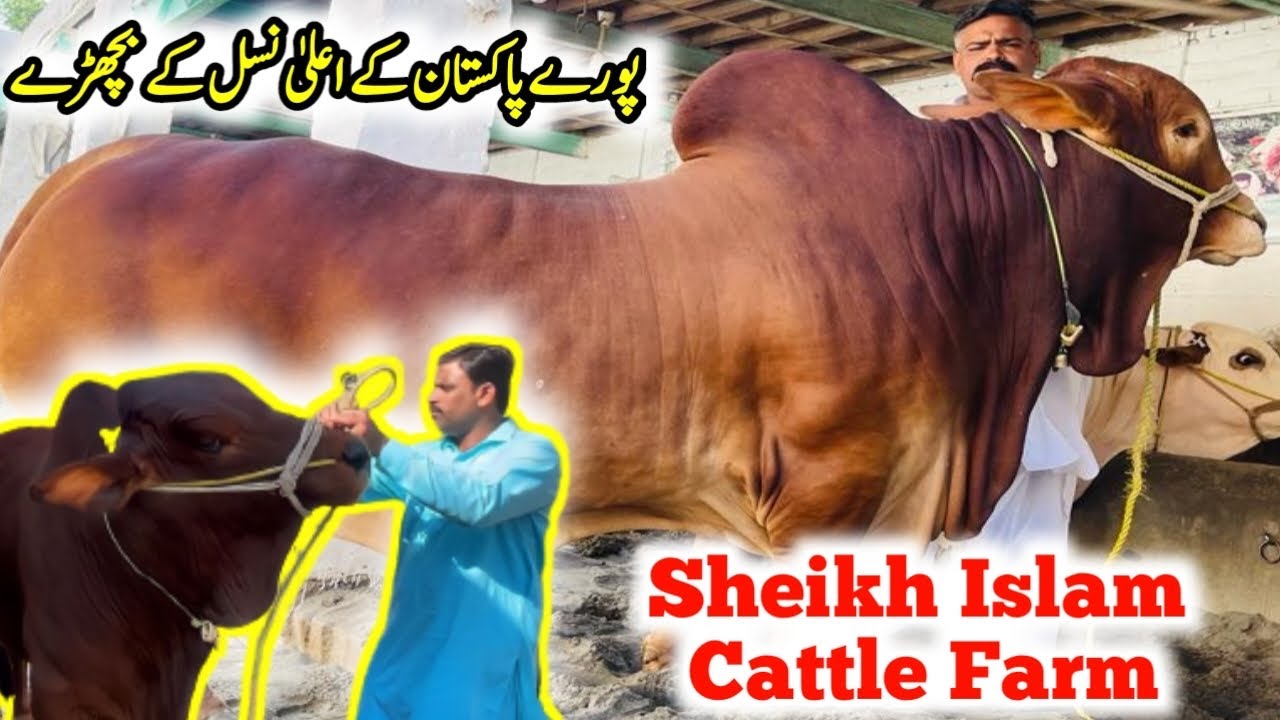 A Visit Of Sheikh Islam Din Cattle Farm ♥️| Best Bull Collection 🔥 ...