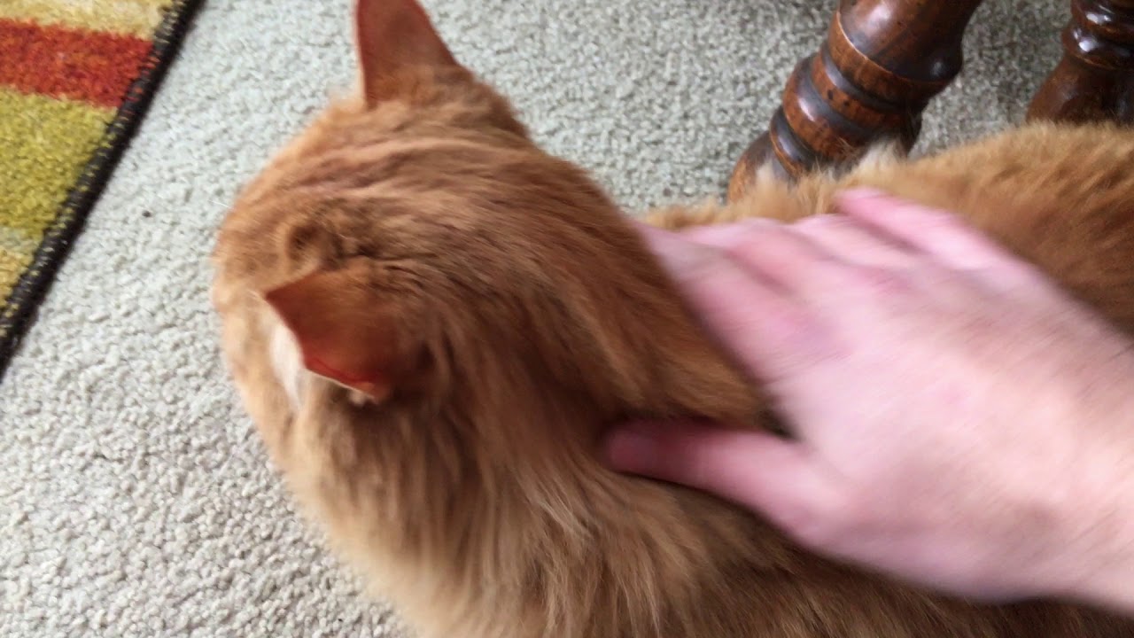 The Story of Cinnabon the Cat - YouTube