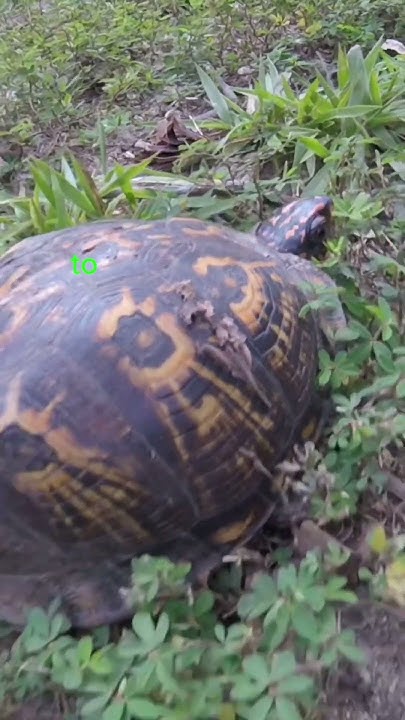 Exploring Eastern Box Turtles: 10 Fascinating Facts #facts #turtle #boxturtle - YouTube