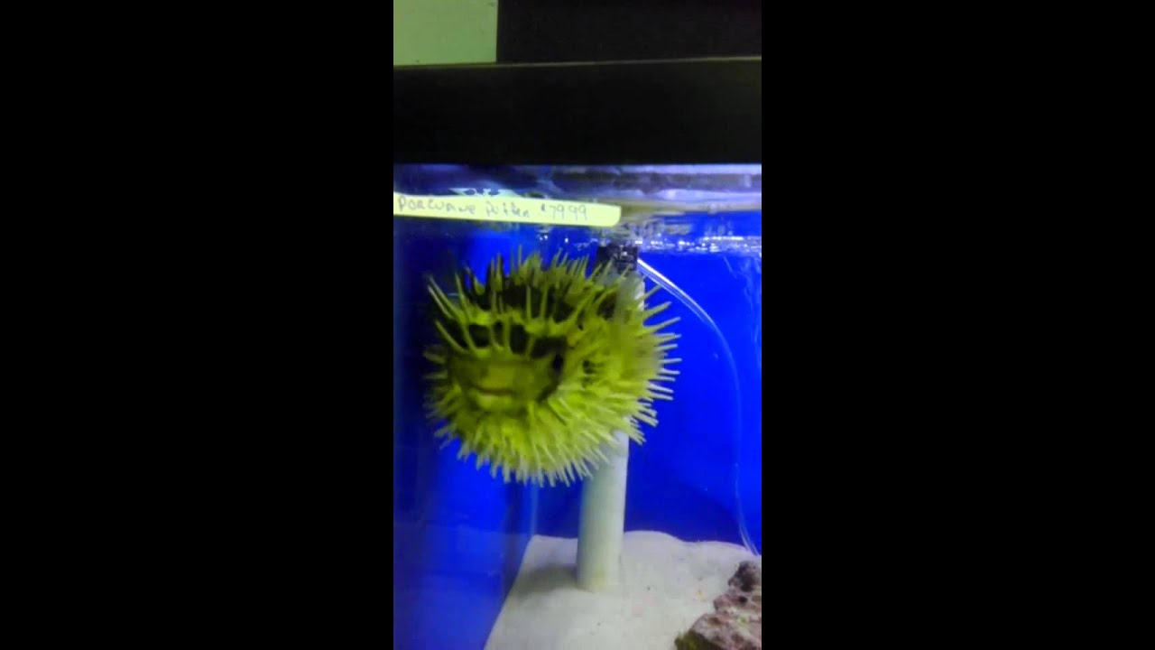 Puffer Fish with its spikes out - YouTube