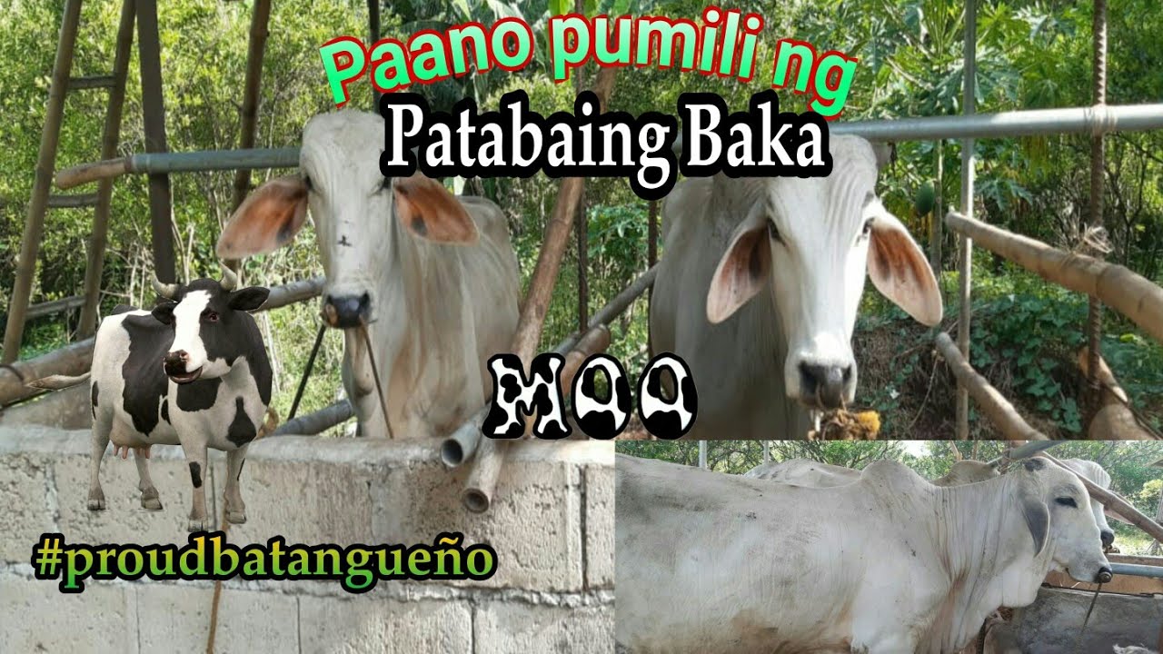 SIMPLE TIPS:PAANO PUMILI NG PATABAING BAKA - YouTube
