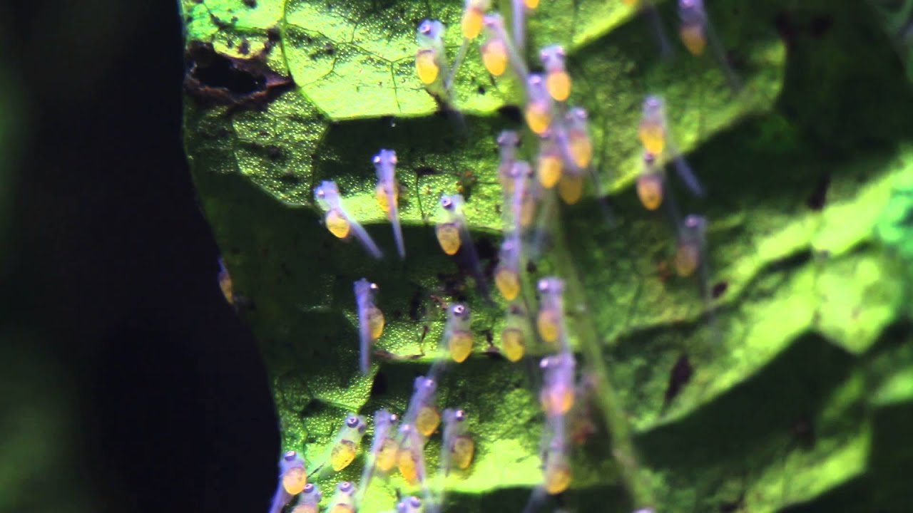 Angelfish Wigglers Day 3 - YouTube