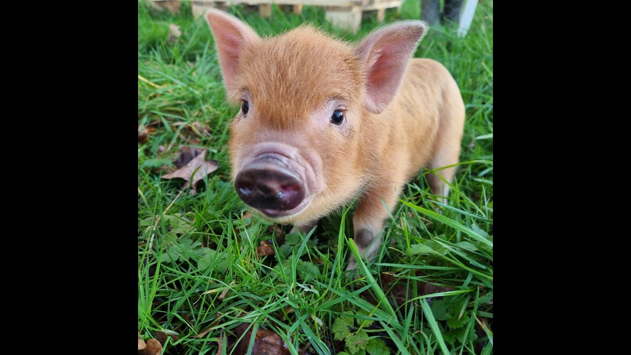chilling with the piglets! they're certainly not camera shy! - YouTube
