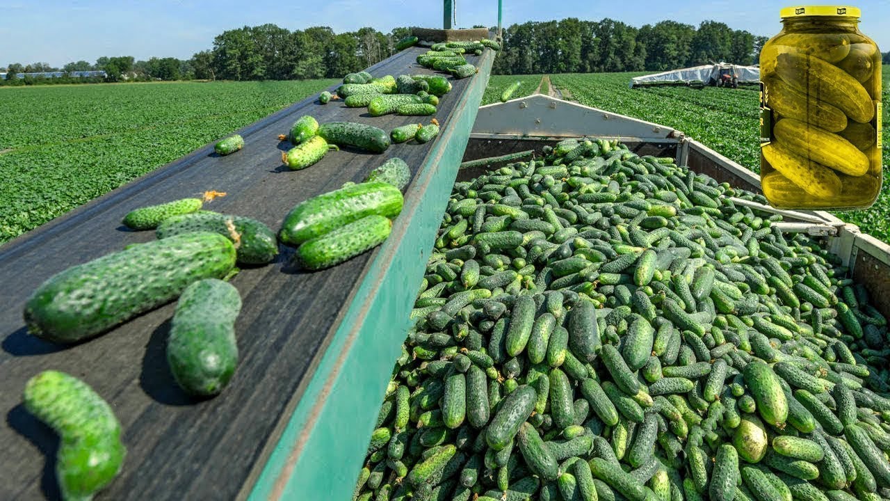 Amazing Greenhouse Cucumber! Cucumber Pickles Processing Plant - YouTube
