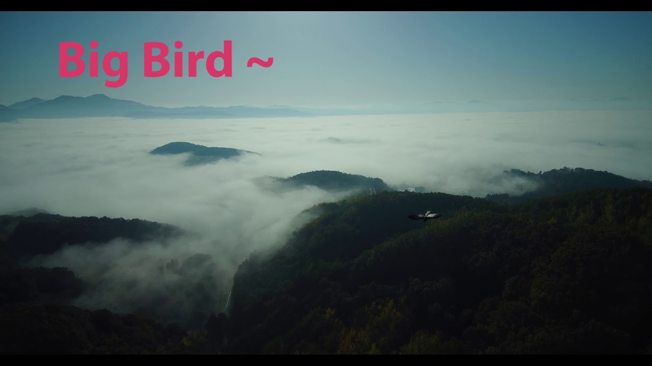 typhoon h vs Big Bird..fight~ - YouTube