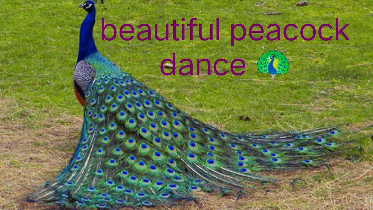 "Feathers in Motion: The Spectacular Peacock Dance" - YouTube