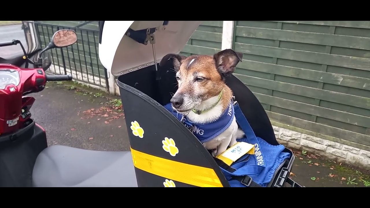 Training your dog to use a motorcycle pet carrier - YouTube