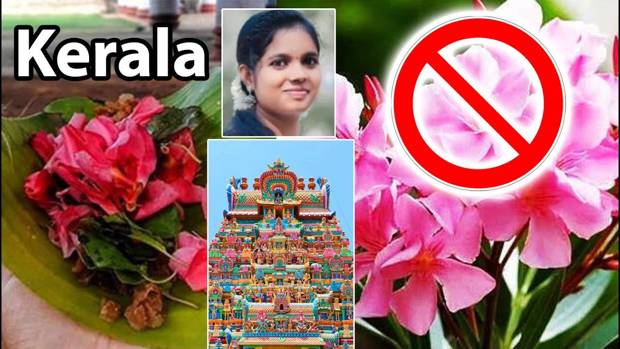 Arali Flower Ban: Action in 2500 Temples in Kerala - YouTube