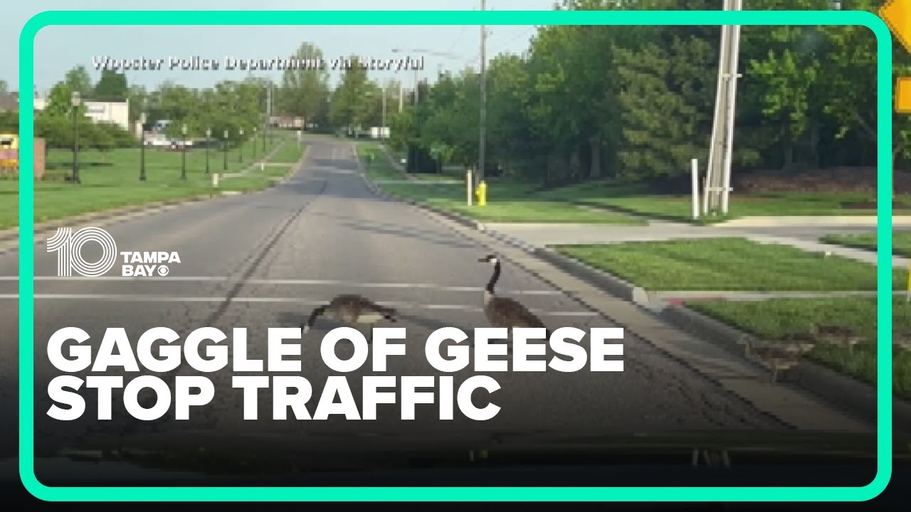 A gaggle of geese halted traffic as they waddled across a road in Ohio ...