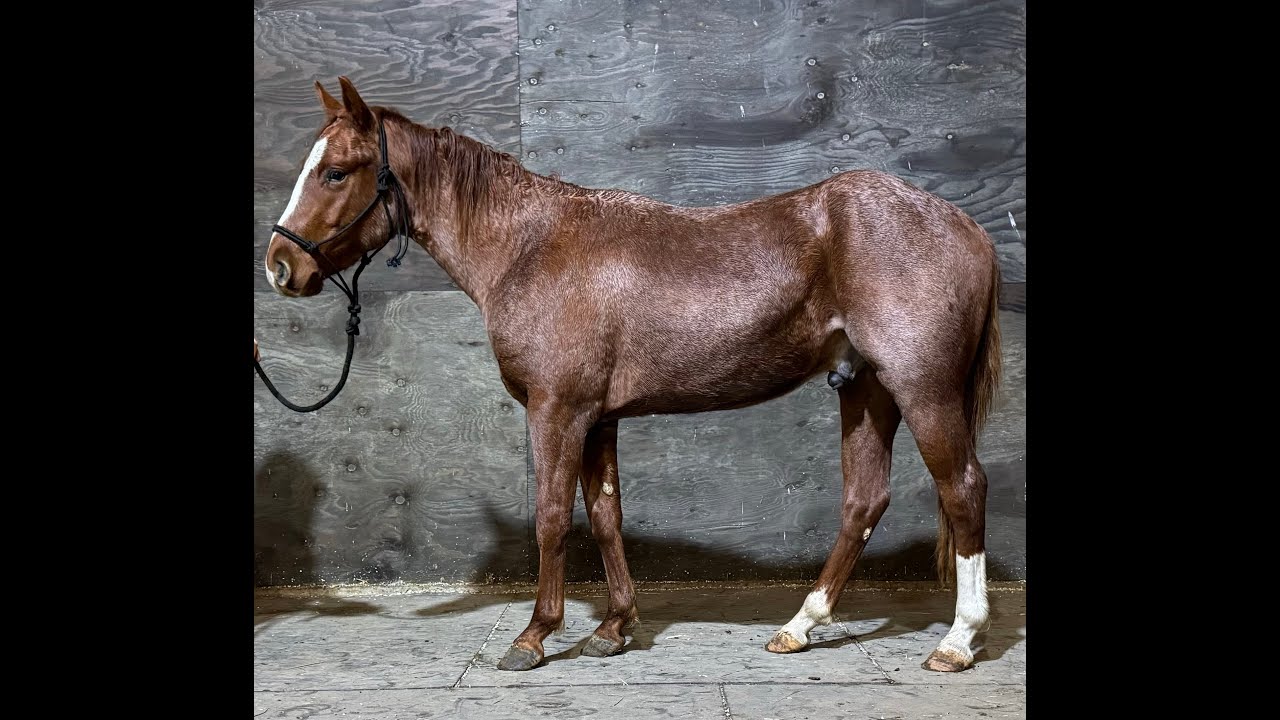 Shortys Red Pep 2022 AQHA & APHA Colt - 2nd Ride 11-20-24 - YouTube