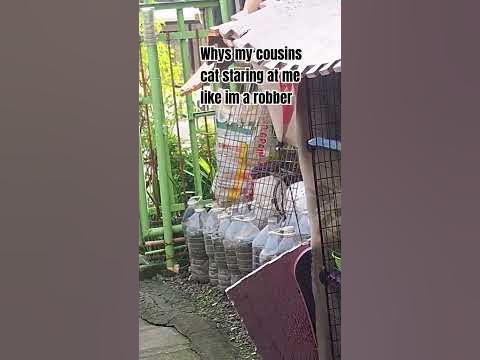 Why he staring at me - YouTube