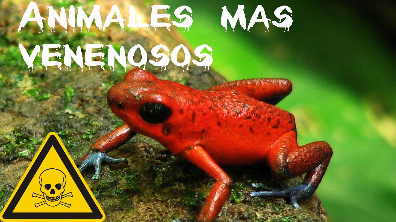 10 Animales Mas Venenosos Del Mundo|Curioso Top10| - YouTube