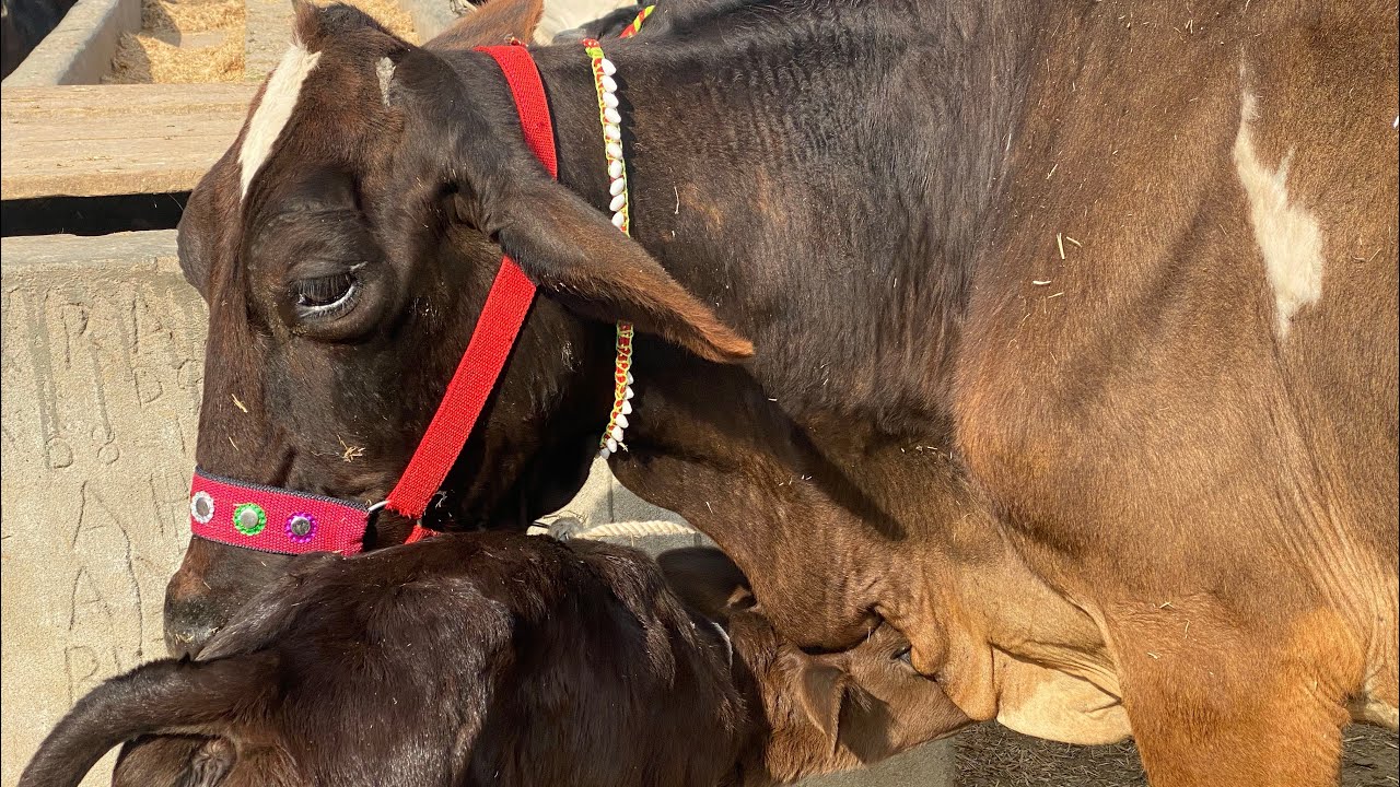 Jercy fresian fresh deliver cow with female calf - YouTube