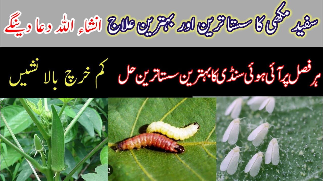 Easy Solution for the Whitefly and Borer - Safaid Makhi or Sundi ka ...