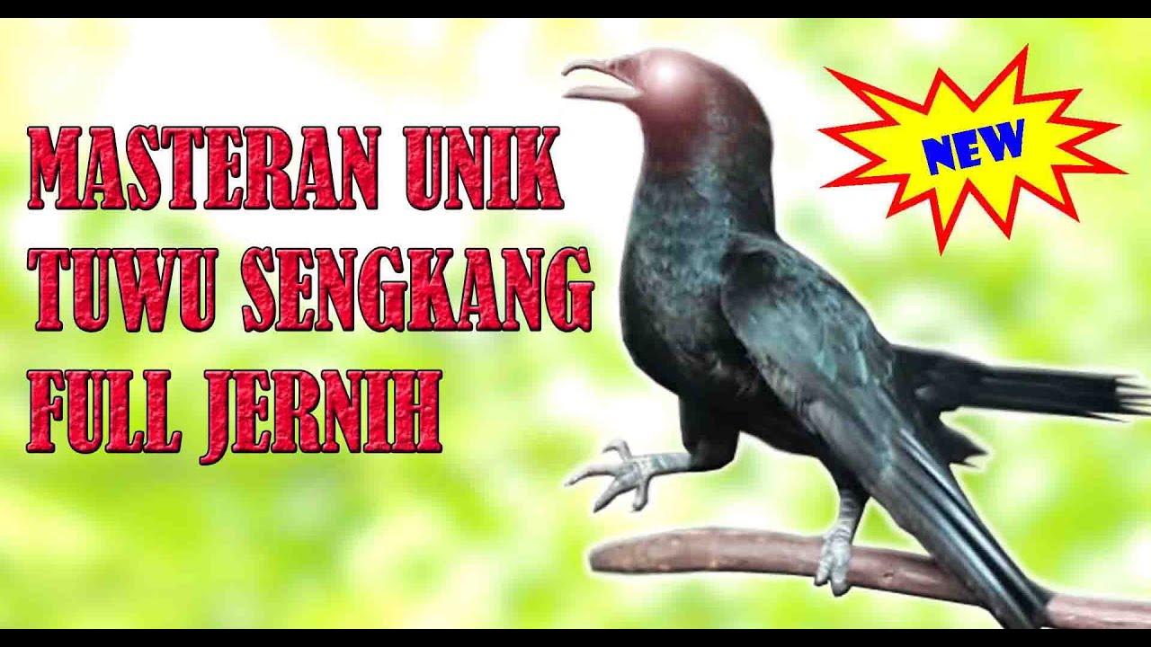 MASTERAN UNIK BURUNG TUWU SENGKANG GACOR JERNIH - YouTube