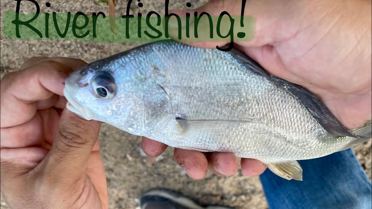 Percha Dam (New Mexico)!! River and spillway fishing - YouTube