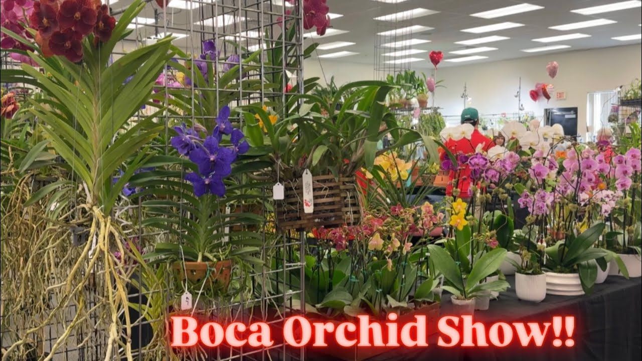 Orchid Show!!! Boca Orchid Society ️ ️ Prettiest Show in Town - YouTube