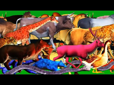 Green Screen New Animals Stampede Running Walking Green Screen Blue ...