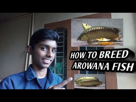How to breed arowana fish. - YouTube