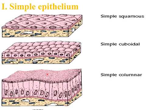 Epithelium - YouTube