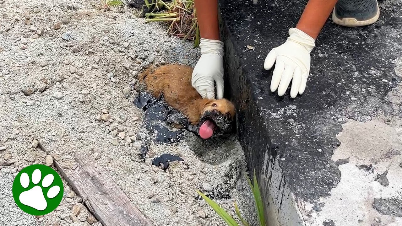 Puppy stuck in tar smiles when rescuers arrive - YouTube