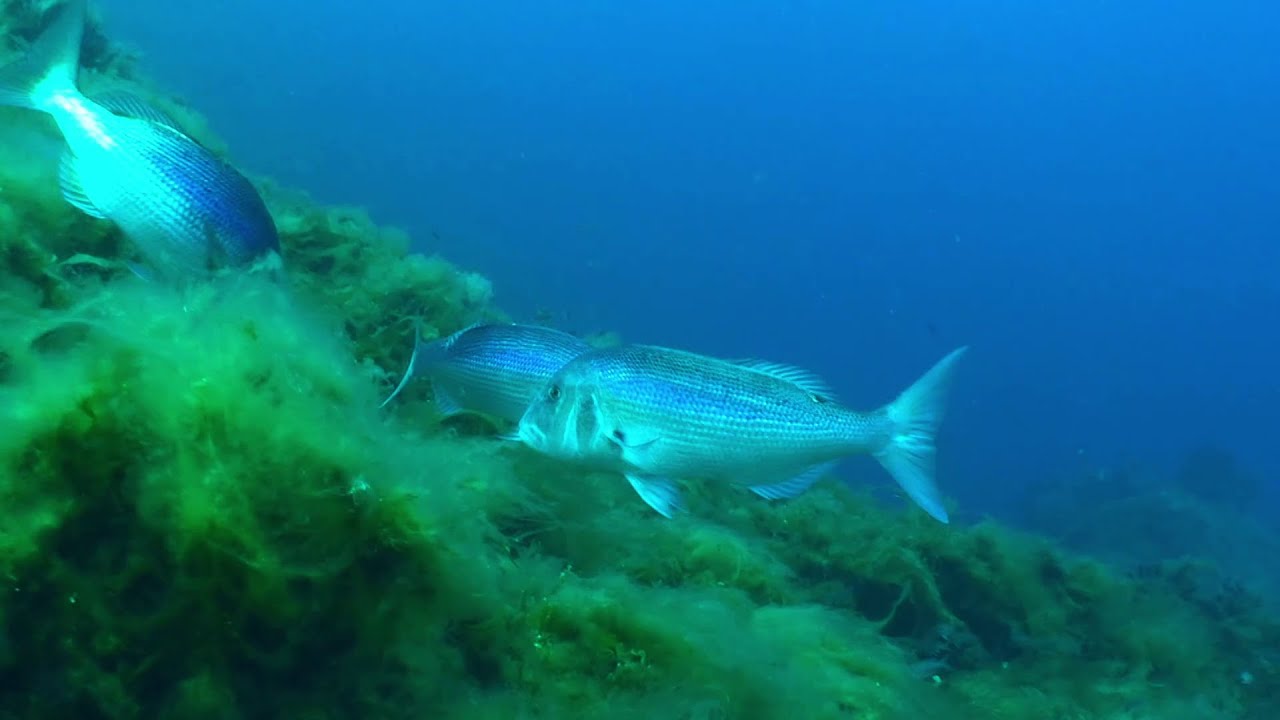 CHASSE SOUS-MARINE : Denti, l'intelligence faite poisson - YouTube