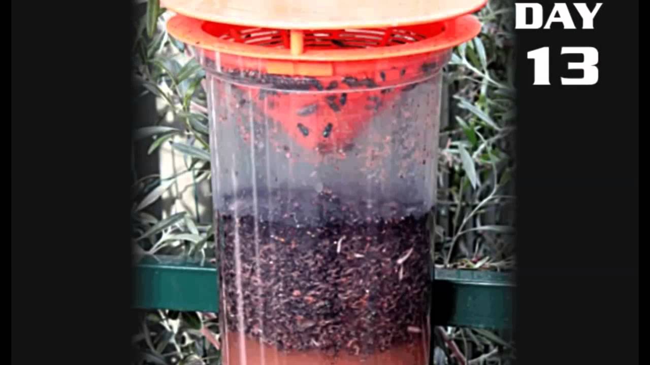 Trap 'N Toss Hanging Fly Trap from Chicken Condos - YouTube