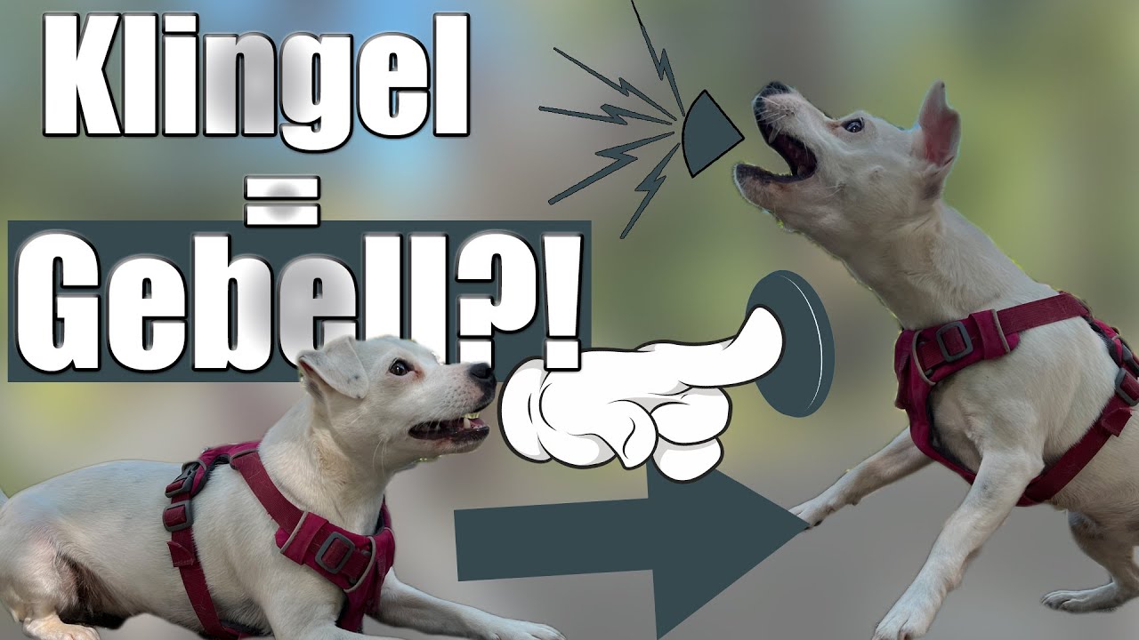 Hundegebell abstellen - das MUSST du wissen! - YouTube