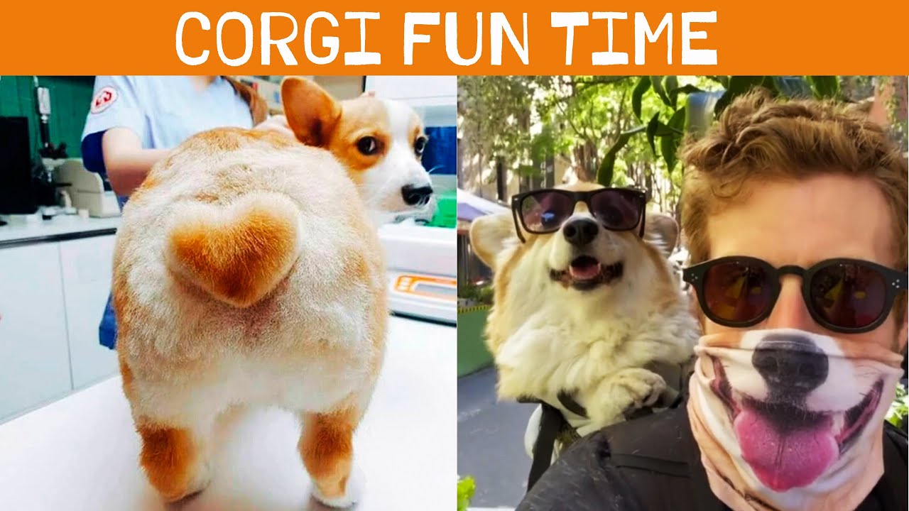 Funny Corgi TikTok Compilation 2020 - YouTube