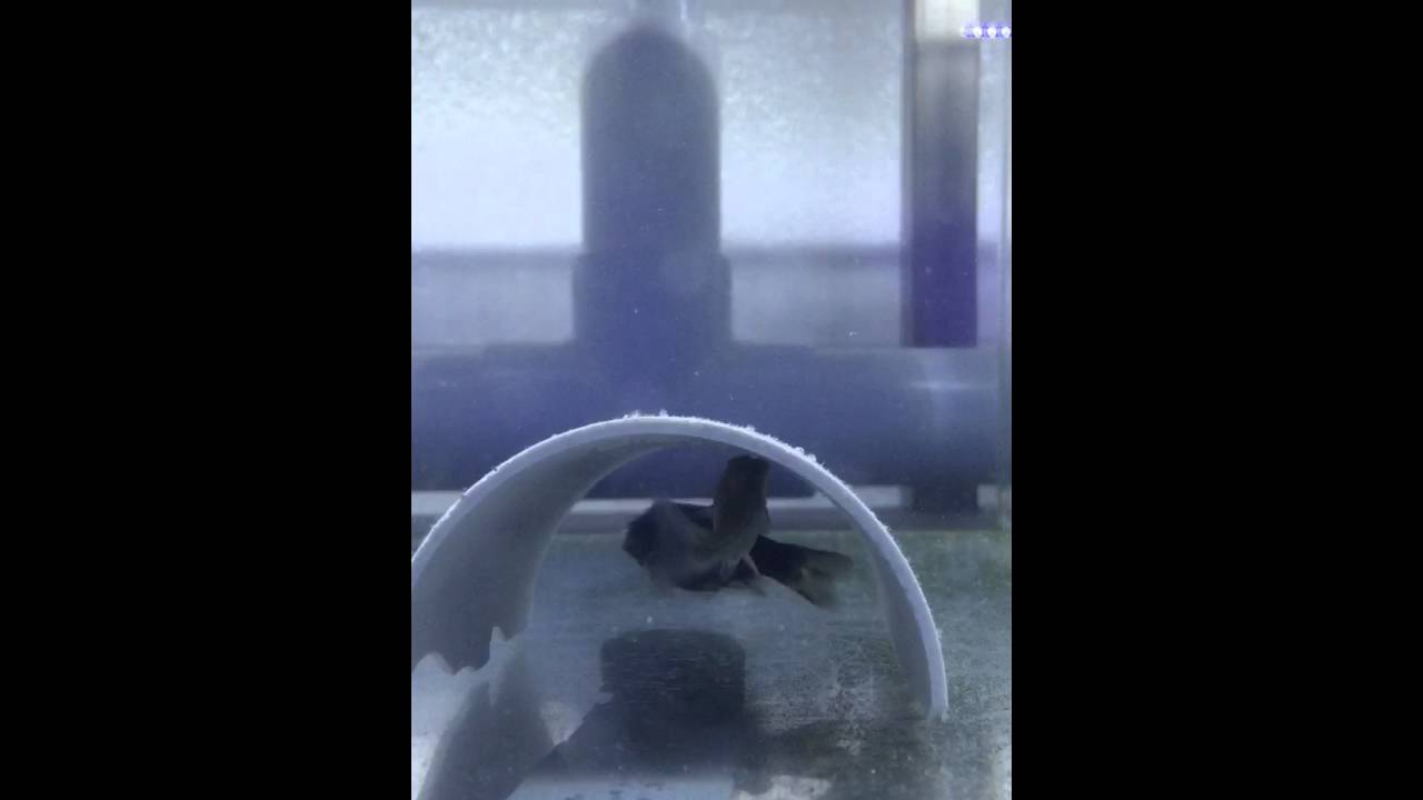 Fathead Minnow Spawning - YouTube