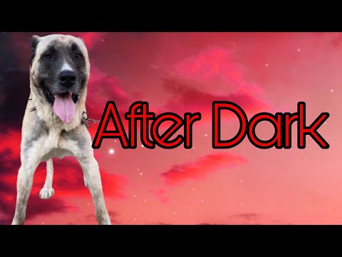 Kangal Saddam | After Dark