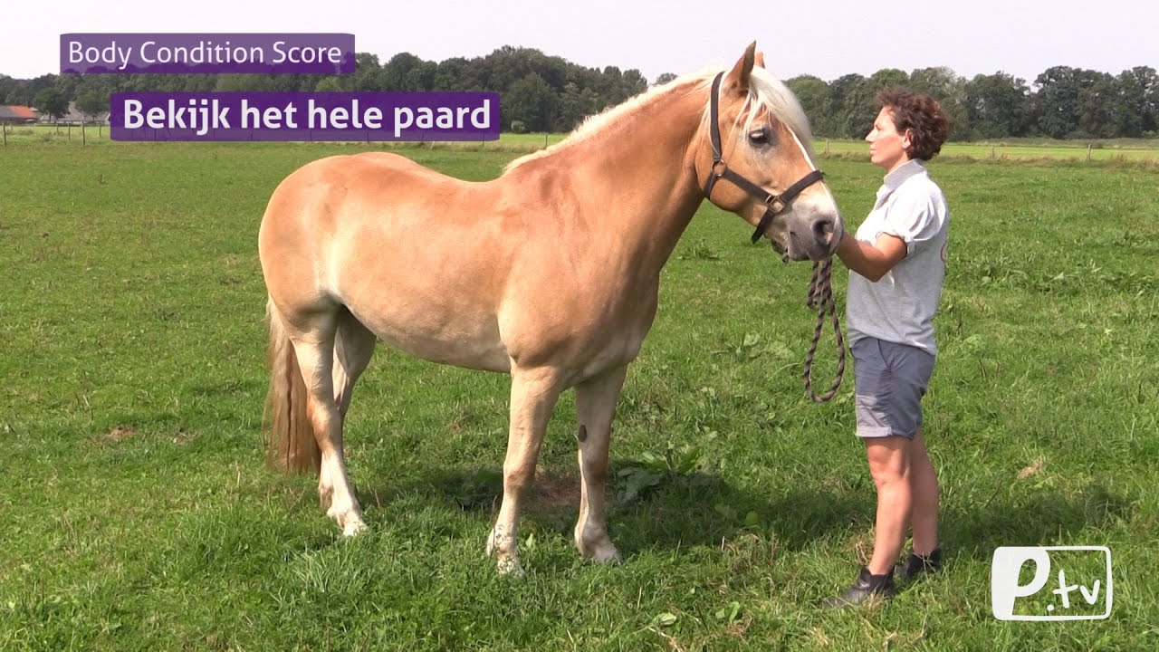 Body Condition Score (BCS) paard | kijken, totaalbeeld beoordelen - YouTube