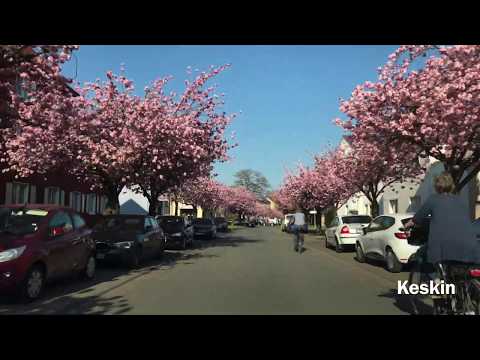 Almanya,Bielefeld ~ Japon Kiraz Ağaçları