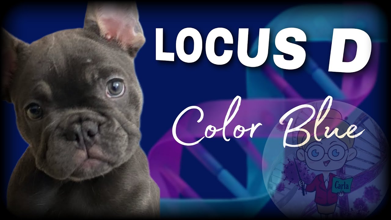 🧬LOCUS D 🧬 genética canina. Color Blue. - YouTube