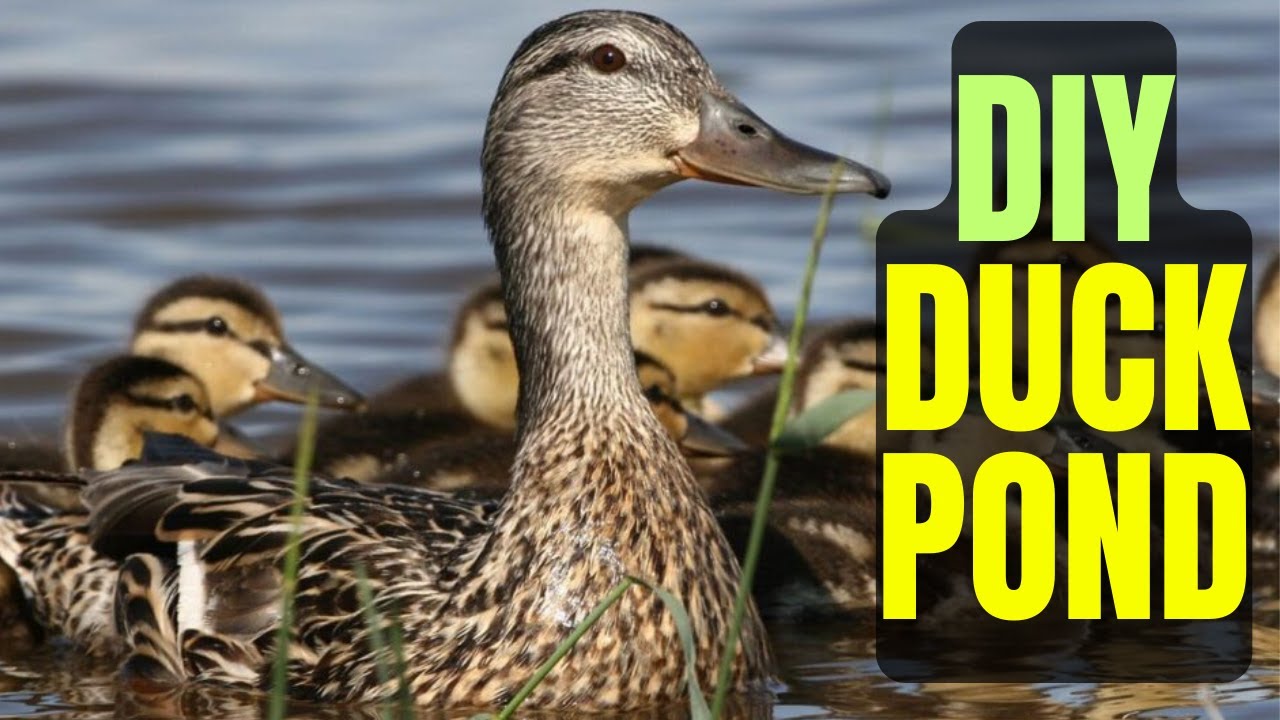 Simple DIY Duck Pond - YouTube