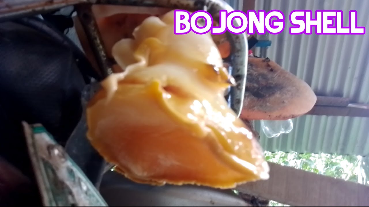 Paano Palabasin Ang Laman NG Bojong Shell | Sea Shell - YouTube