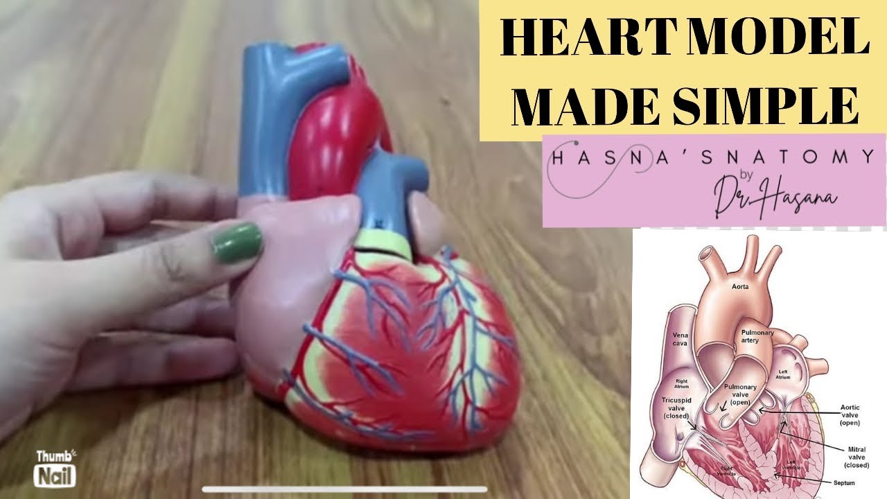 Heart Model Ospe Identification Points | Chambers & Vessels on surface ...