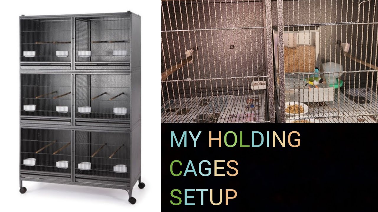 My holding cages setup 2024 - YouTube