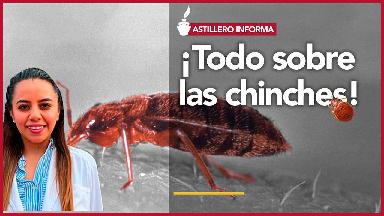 ¿Qué tan peligrosas son las chinches halladas en CdMx?, ¿cómo evitarlas ...