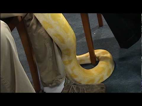 VIDEO: Mango The Snake Goes Wild In NBC 4 Studio - YouTube