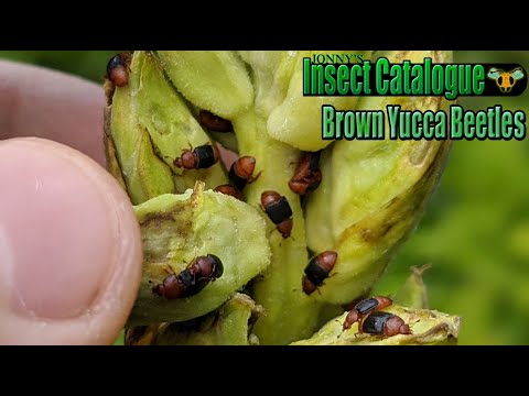What Beetles Are On My Yucca