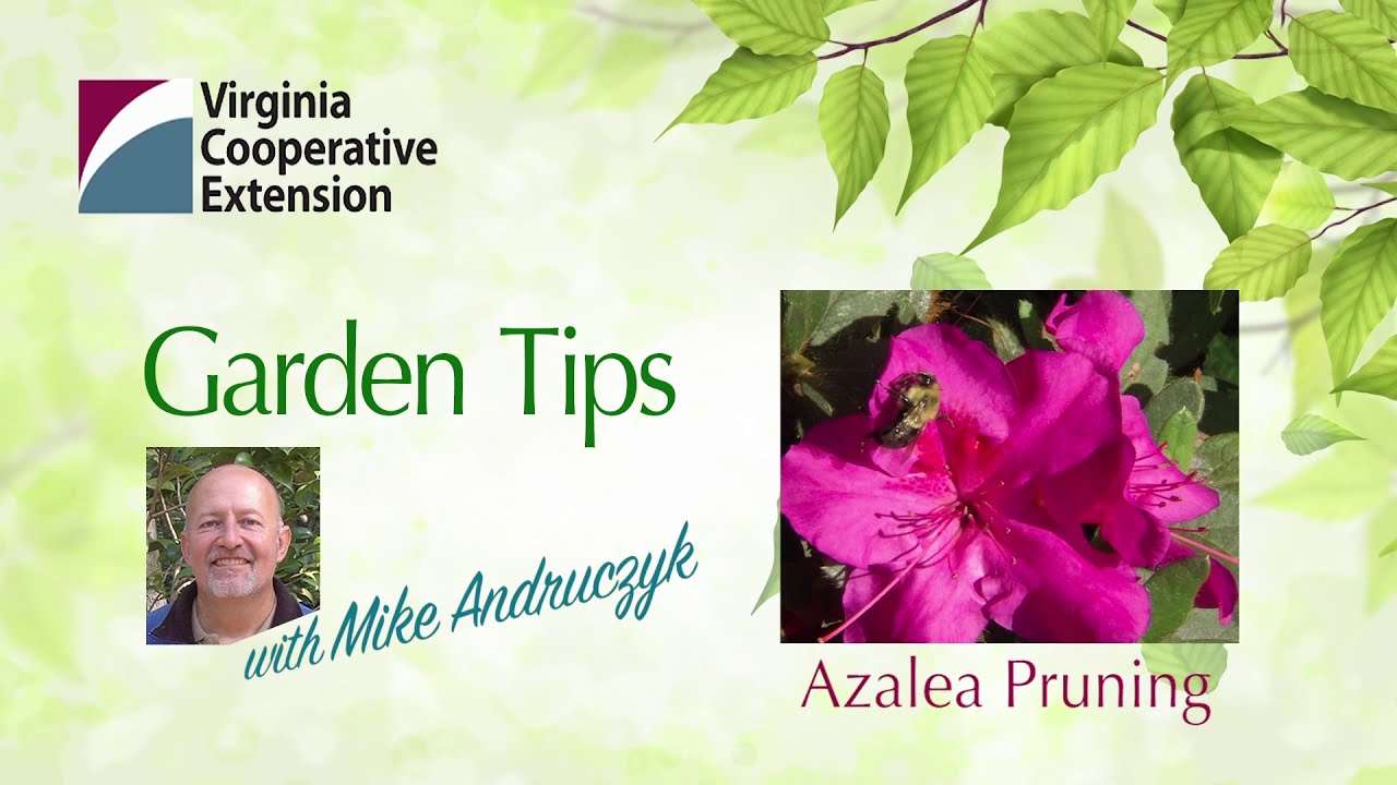 Garden Tip 1 - Azalea Pruning - YouTube
