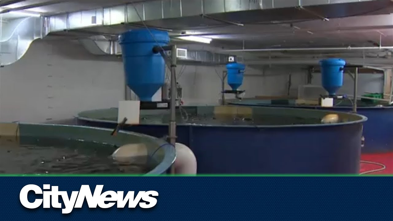 Urban fish farming in a Montreal warehouse - YouTube