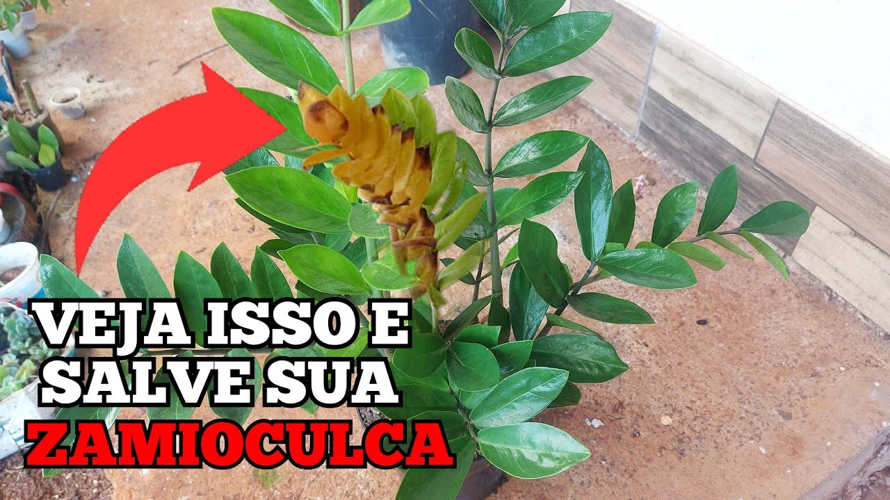 ZAMIOCULCA: Veja essas dicas e aprenda a SALVAR sua planta 🌿🌿 - YouTube