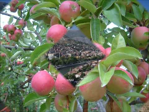 Rahmi Aydın. AMASYA HALAYI
