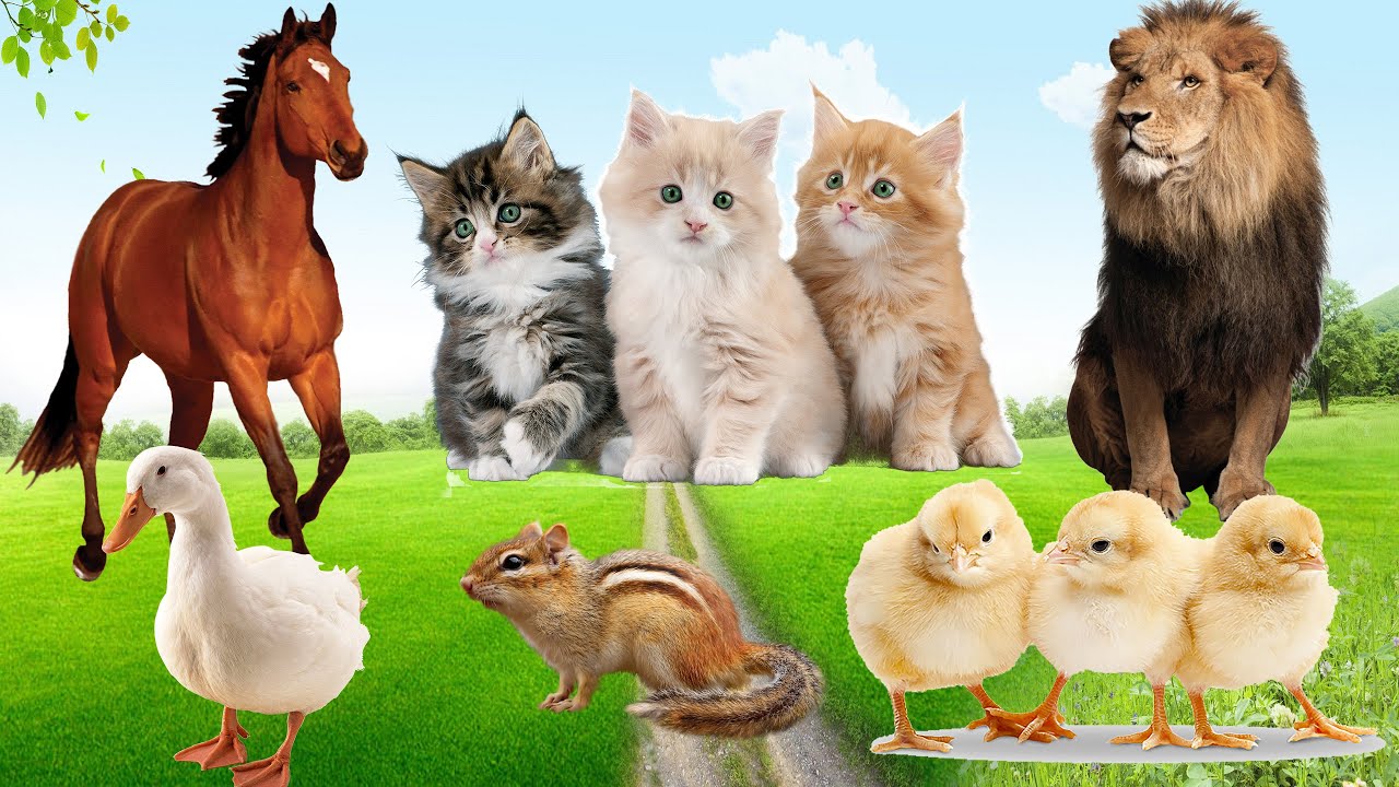 Adorable animal world: elephant, chicken, dog, bear, bird, vit, fish ...