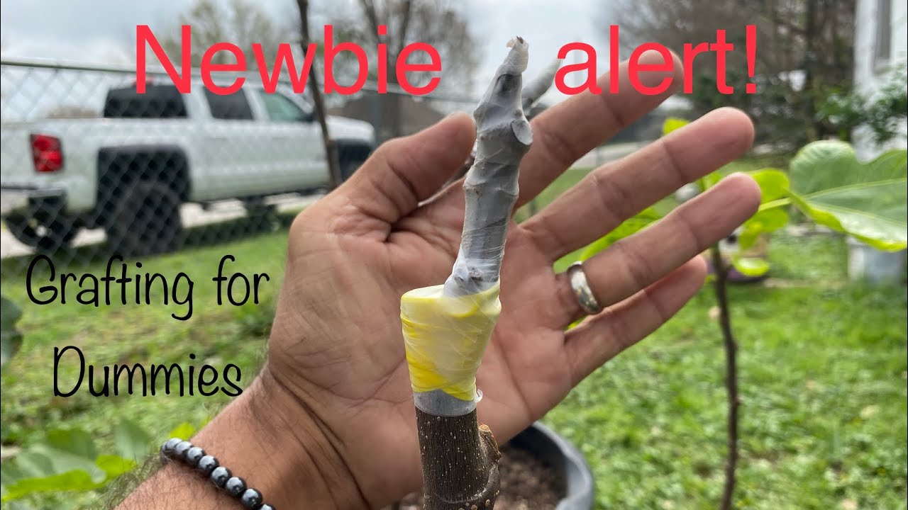 How to graft fig trees - YouTube