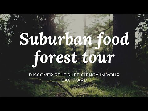Suburban Food Forest Tour - YouTube